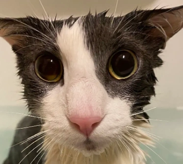 Scrumbo (Disambiguation) | Goober gang Wiki | Fandom