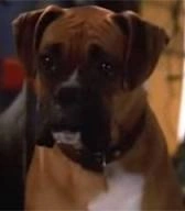 Wilson | Good Boy! Wiki | Fandom