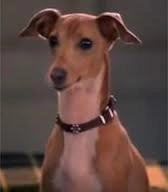 Nelly | Good Boy! Wiki | Fandom