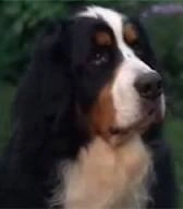 Shep | Good Boy! Wiki | Fandom