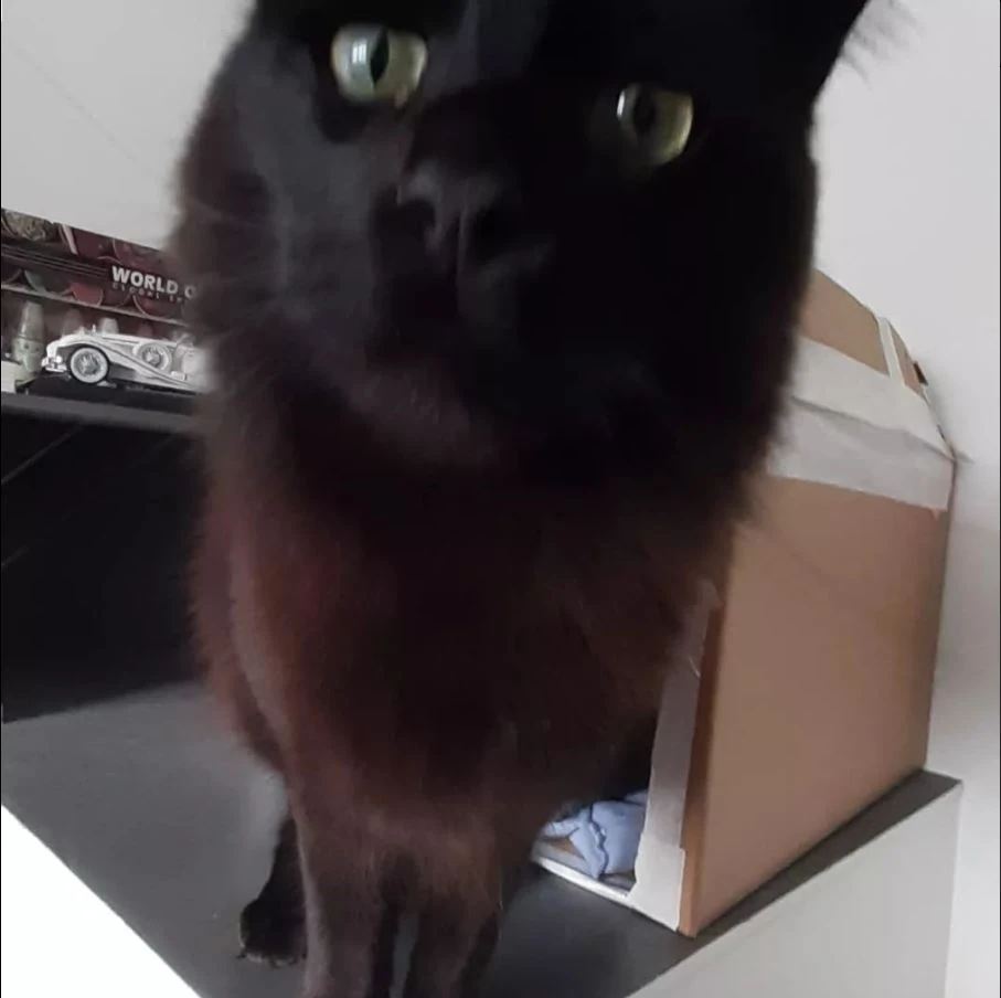 SCP - 3003 | Good scp Wiki | Fandom