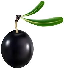 Olive | Food Wiki | Fandom