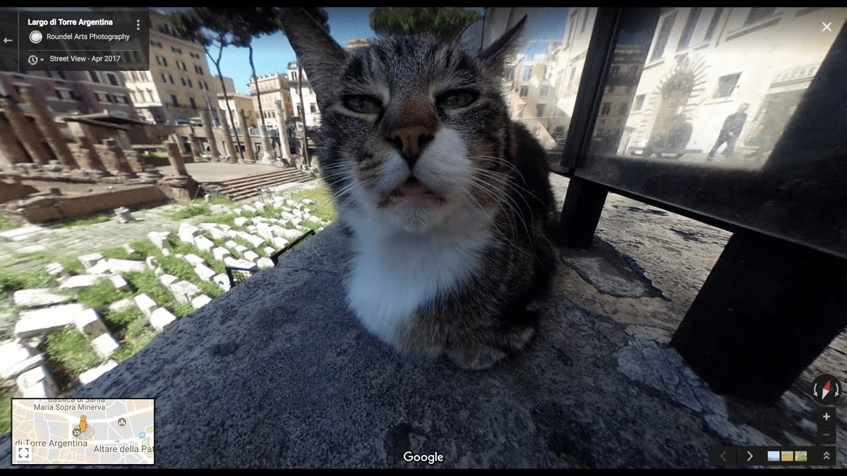 Roma's Cat | Google Maps Wiki | Fandom