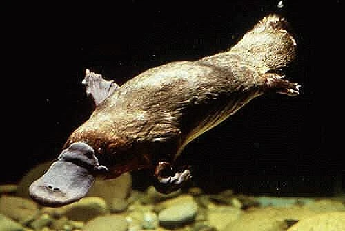 Placid platypus function | Googology Wiki | Fandom