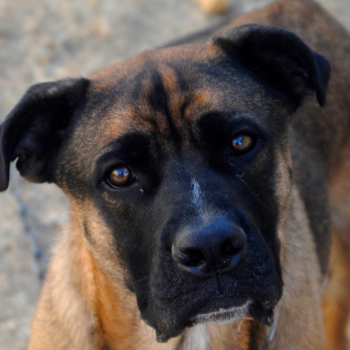 Dog | Gooniverse Wiki | Fandom