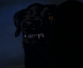 Ghost Dogs | Goosebumps Wiki | Fandom