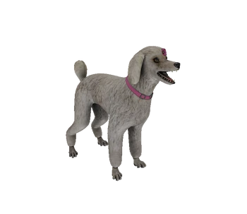 Fifi the Vampire Poodle | Goosebumps Wiki | Fandom