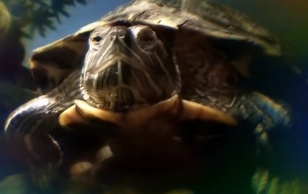 Leo | Gooser and friends show Wiki | Fandom