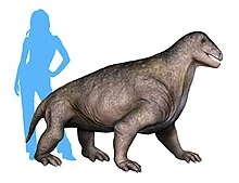 Moschops | Gorgonspid Wiki | Fandom