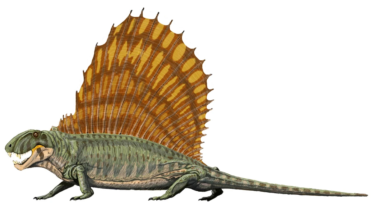 Dimetrodon, a creature that lived in the same year as the Gorgonpsid ...