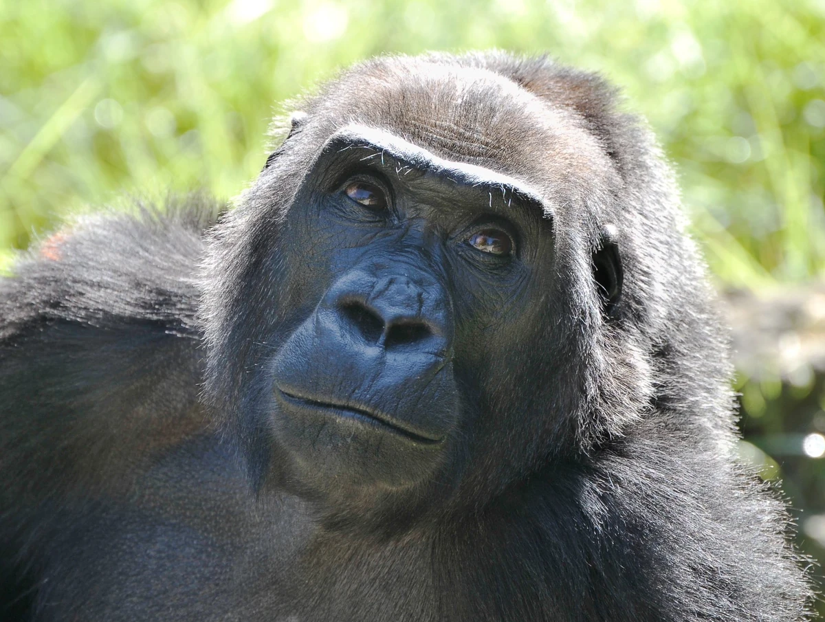 Bawang (Bahati) | Gorilla Base Wiki | Fandom