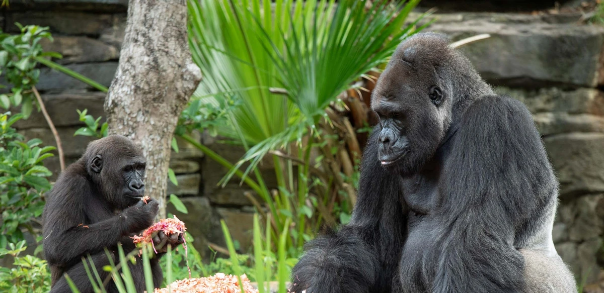 Statistics | Gorilla Base Wiki | Fandom