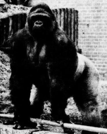 Bobby (Sheldon) | Gorilla Base Wiki | Fandom
