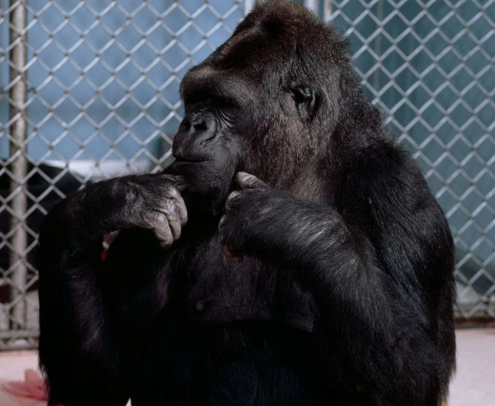 Koko | Gorilla Base Wiki | Fandom