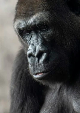 Kashata | Gorilla Base Wiki | Fandom