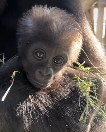 Mbeke | Gorilla Base Wiki | Fandom