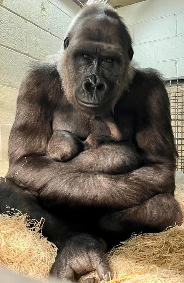 Adelina | Gorilla Base Wiki | Fandom