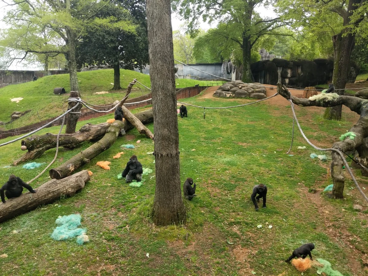 Zoo Atlanta | Gorilla Base Wiki | Fandom