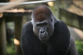 Anakka | Gorilla Base Wiki | Fandom