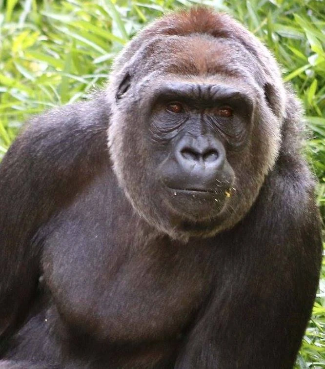 Calaya | Gorilla Base Wiki | Fandom
