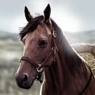 Dothraki Horse | Game of Thrones: Ascent Wiki | Fandom