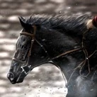 Podrick's Horse | Game of Thrones: Ascent Wiki | Fandom