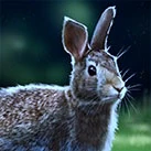 Rabbit Stew | Game of Thrones: Ascent Wiki | Fandom