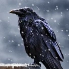 Lord Mormont's Raven | Game of Thrones: Ascent Wiki | Fandom