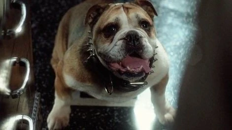 Edward (dog) | Gotham Wiki | Fandom