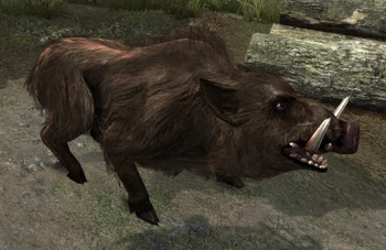 Dzik | Gothicpedia | Fandom