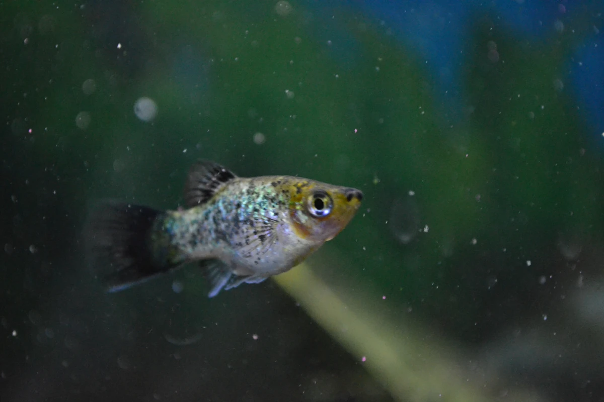 Indigo | Gourampedia Wiki | Fandom