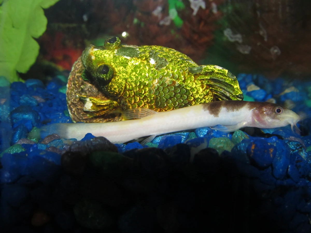 Wormy | Gourampedia Wiki | Fandom