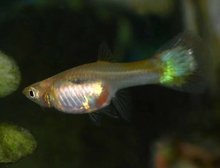 Rue | Gourampedia Wiki | Fandom