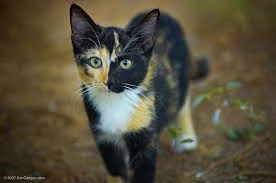 Lilypaw | GrassClan Warrior Cats Roleplay Wiki | Fandom