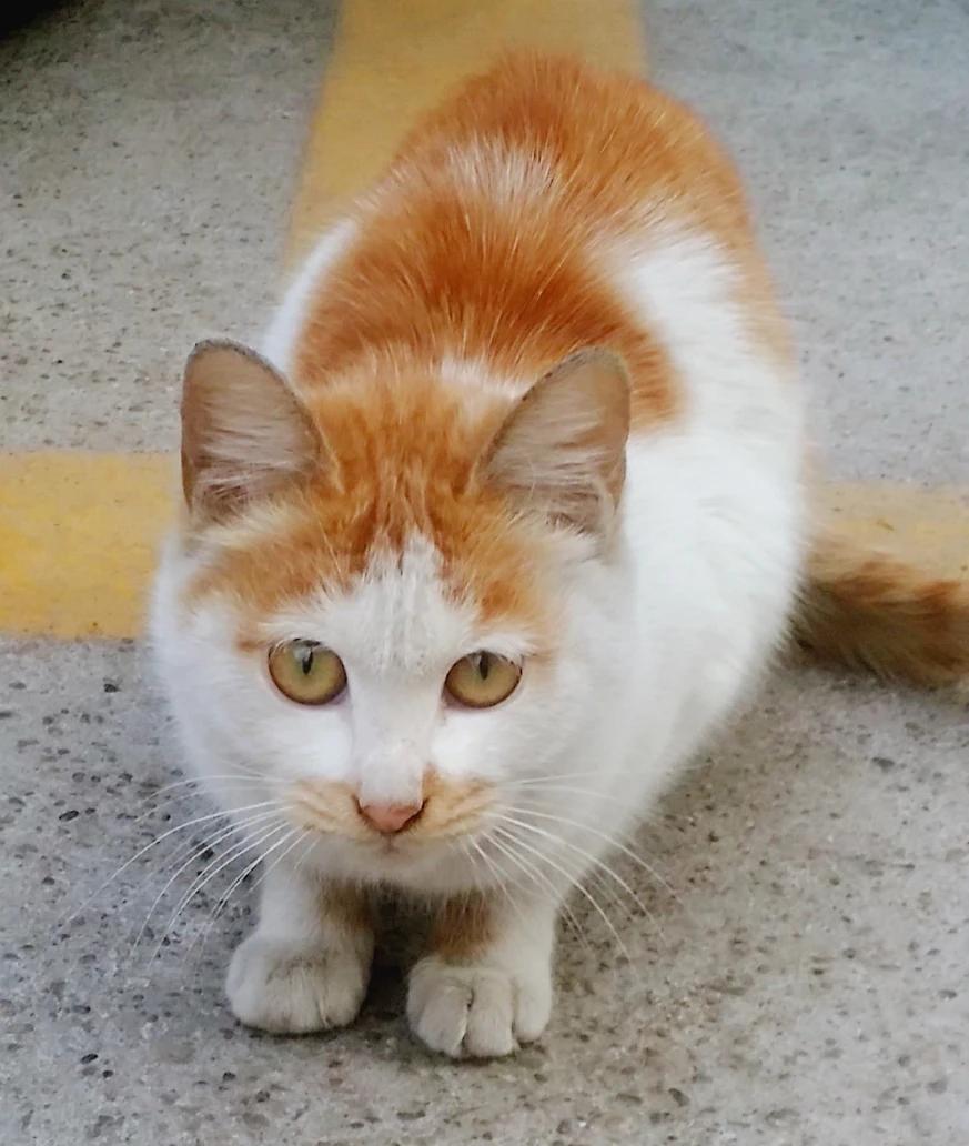 Brightwhisker | GrassClan Wiki | Fandom