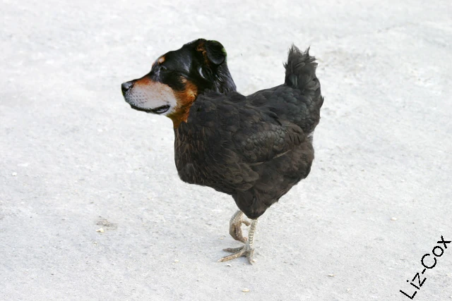 CHOG | Grate Wiki | Fandom