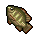 Tilapia - Official Graveyard Keeper Wiki