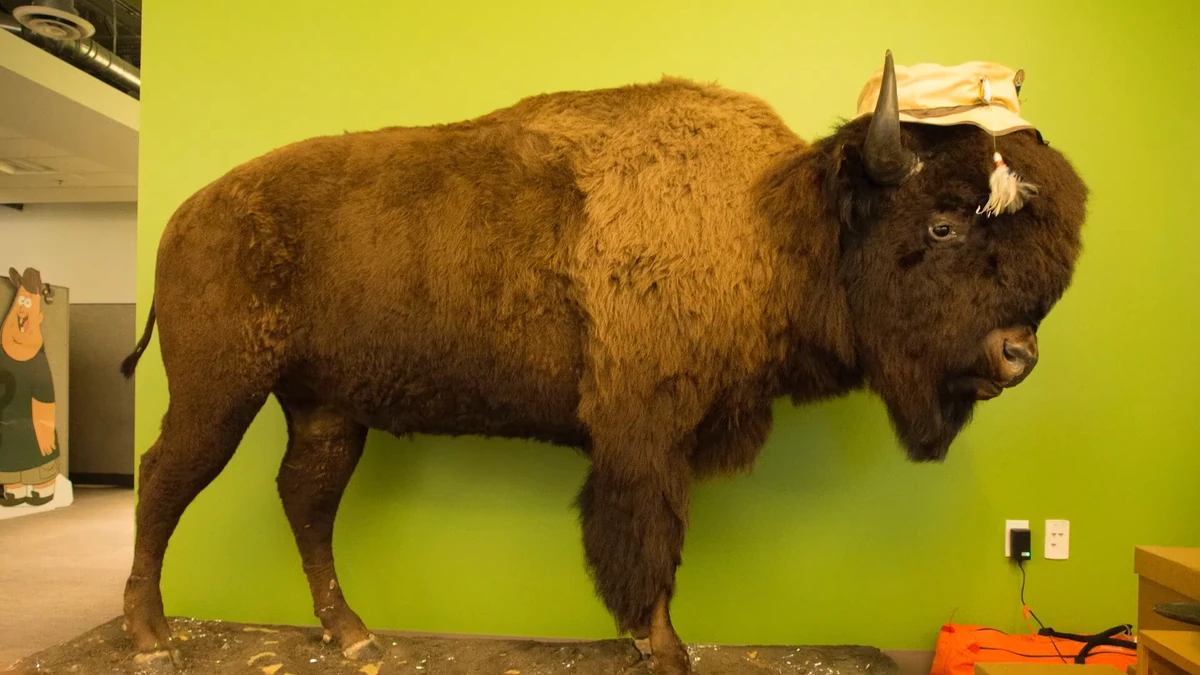 Beardy the Buffalo | Gravity Falls Wiki | Fandom