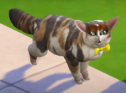 Spleens the cat plush store