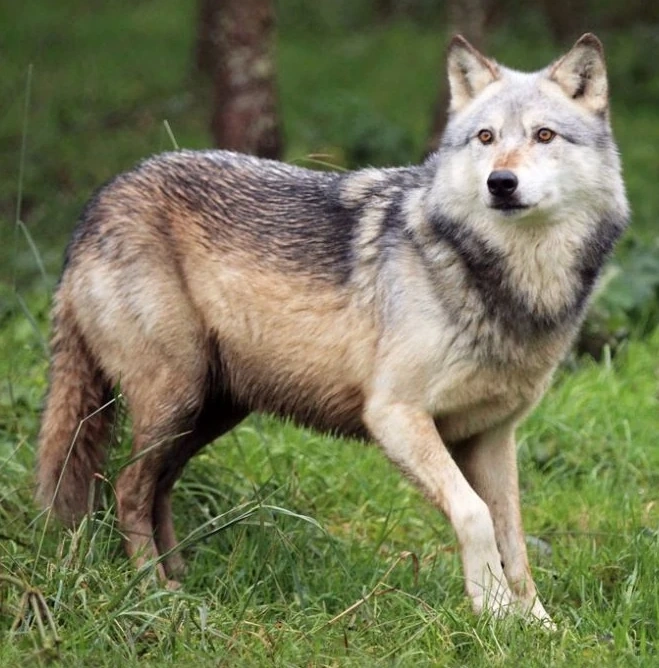 Lobizon (Nerath) | Great Terraforming and Rewilding Planets Wiki | Fandom