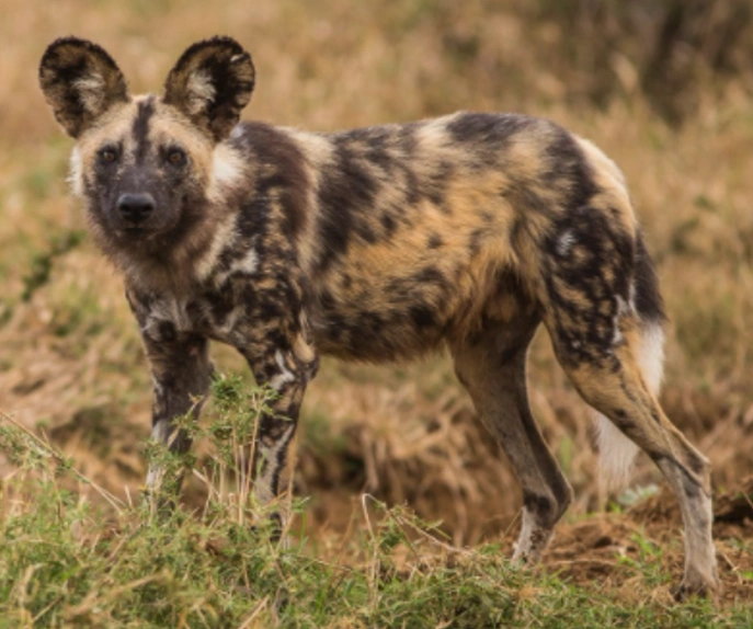 Johamol (Planet X933) | Great Terraforming and Rewilding Planets Wiki ...