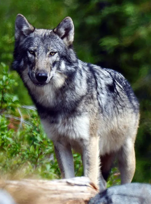 Fenrir (Nena) | Great Terraforming and Rewilding Planets Wiki | Fandom Fenrir (Nena) | Great Terraforming and Rewilding Planets Wiki | Fandom