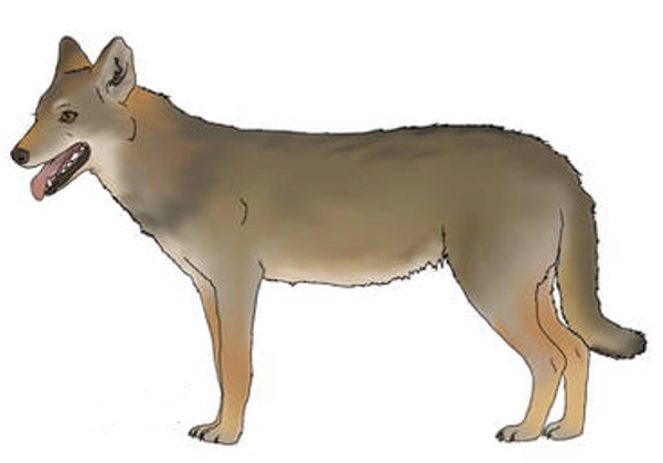 Proxima wolf (Nilleutis) | Great Terraforming and Rewilding Planets ...