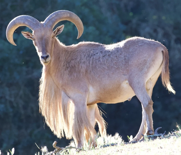 List of Introduced Species of Liera | Great Terraforming and Rewilding ...