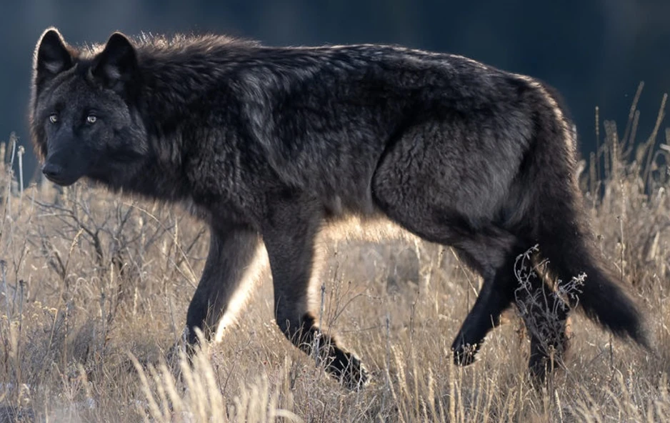 Lycaeus (Dominia) | Great Terraforming and Rewilding Planets Wiki | Fandom