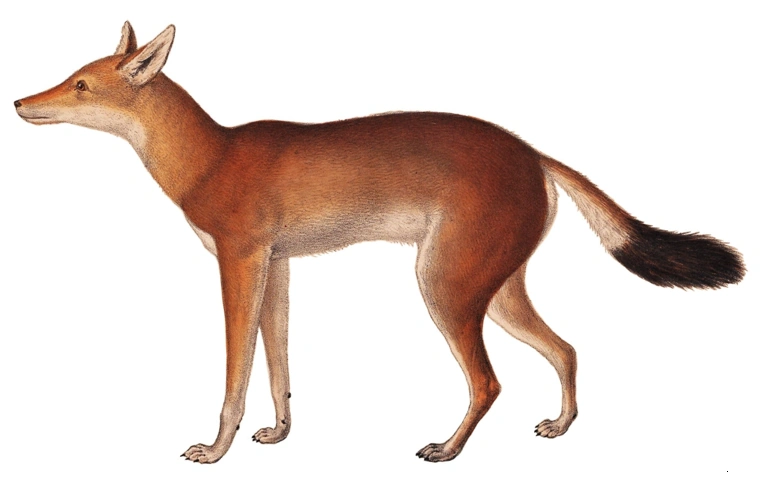 Rantari (Third Earth) | Great Terraforming and Rewilding Planets Wiki ...