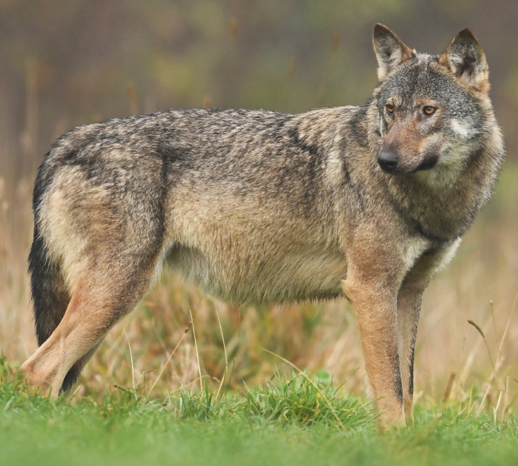 Varcolac (Eldoria) | Great Terraforming and Rewilding Planets Wiki | Fandom