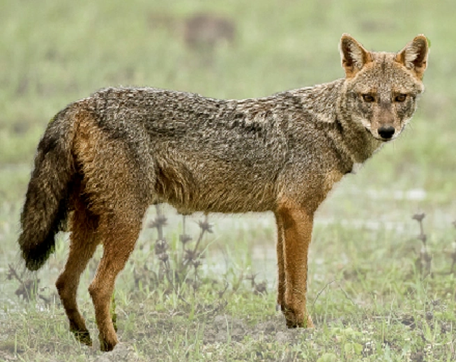 Jhata (Neo-Earth) | Great Terraforming and Rewilding Planets Wiki | Fandom