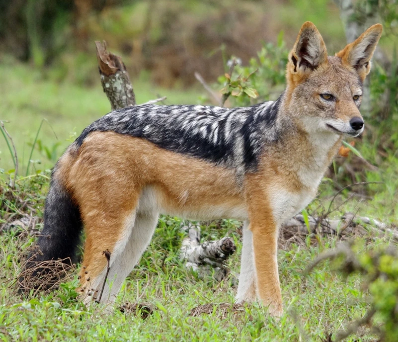 Askal (Eden) | Great Terraforming and Rewilding Planets Wiki | Fandom