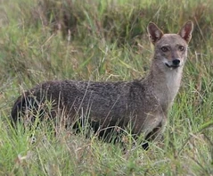 Thous (Siba) | Great Terraforming and Rewilding Planets Wiki | Fandom